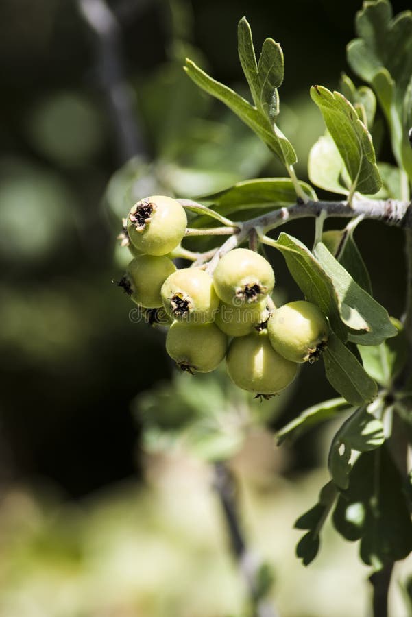 Azerole Fruits Ripening on the Branch Stock Image - Image of background ...