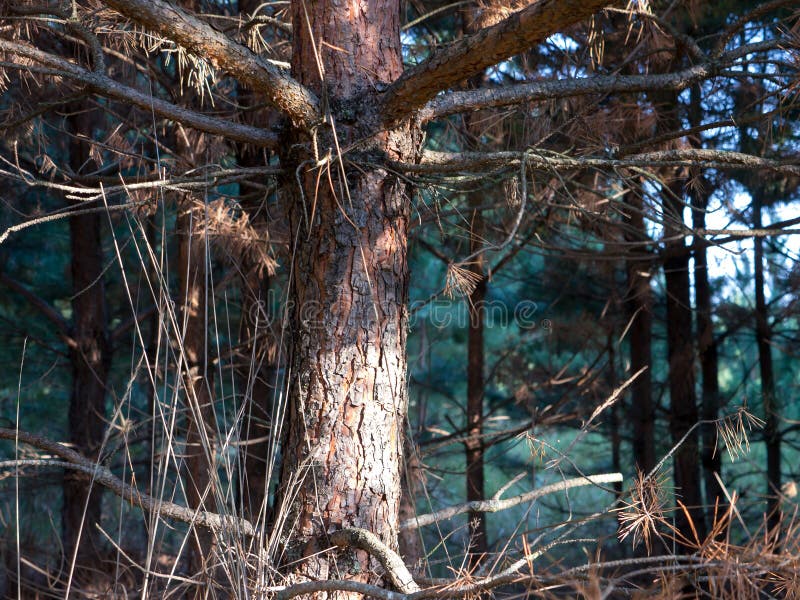 The Branch texture. stock photo. Image of landscape - 110401638