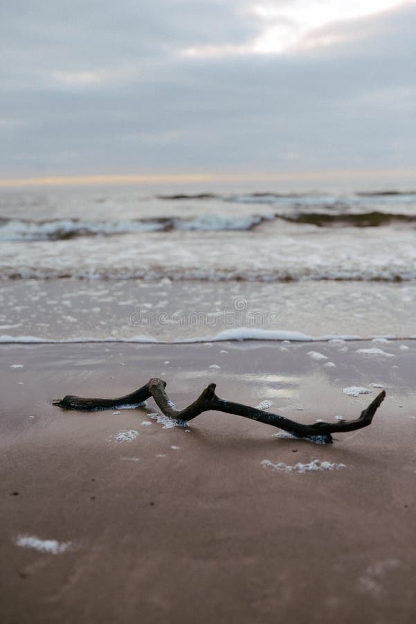 Branch on the Baltic Seaside Stock Photo - Image of winter, sand: 269255086