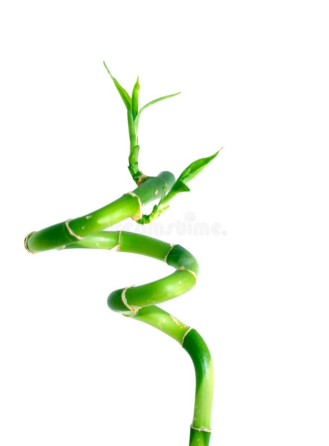 Branch of a bamboo. stock photo. Image of growth, tropical - 2987798