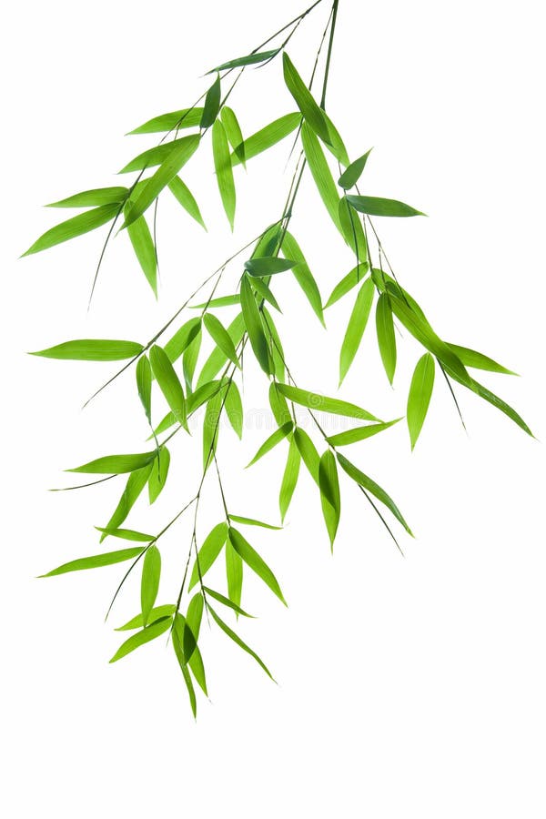 Branch of bamboo stock photo. Image of field, nature, isolated - 3340662
