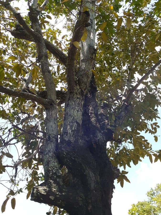 Branch and Bark stock image. Image of bark, branch, leaf - 158839681