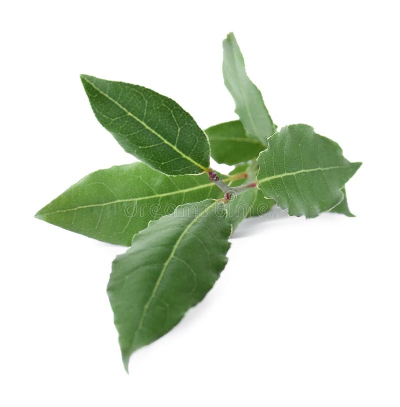 Branch with Bay Leaves Isolated on White Stock Image - Image of ...