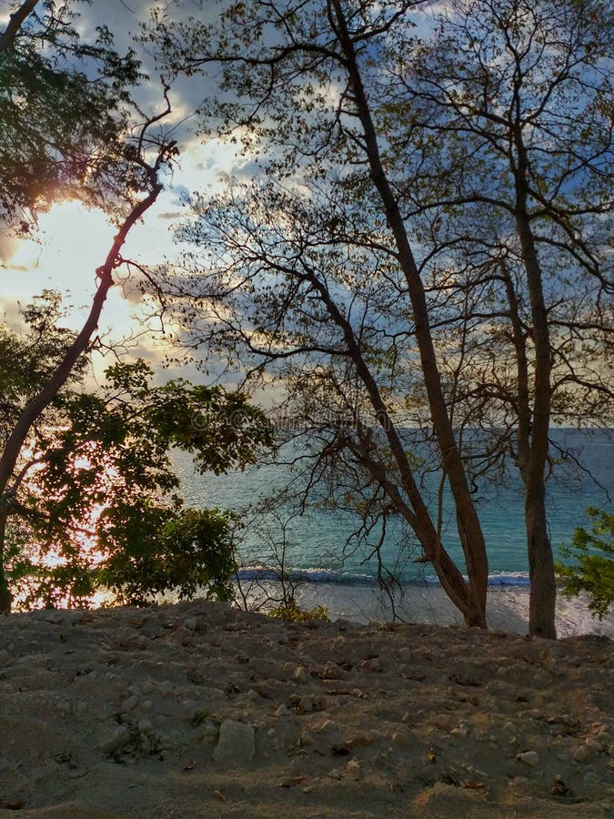 Branch and the beach stock image. Image of leaf, blossom - 202558177
