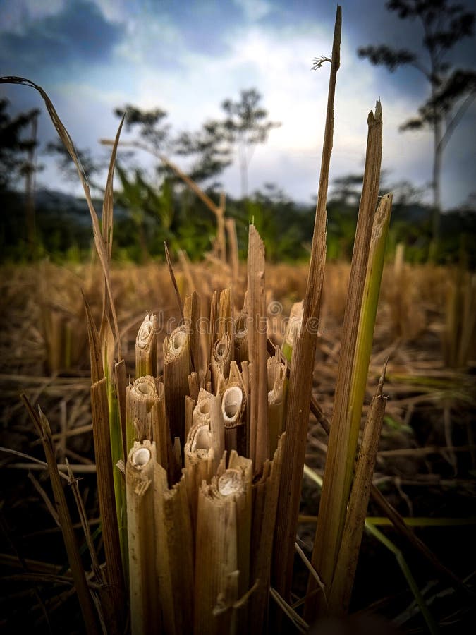 Branch Beautifull Summ Stock Photos - Free & Royalty-Free Stock Photos ...