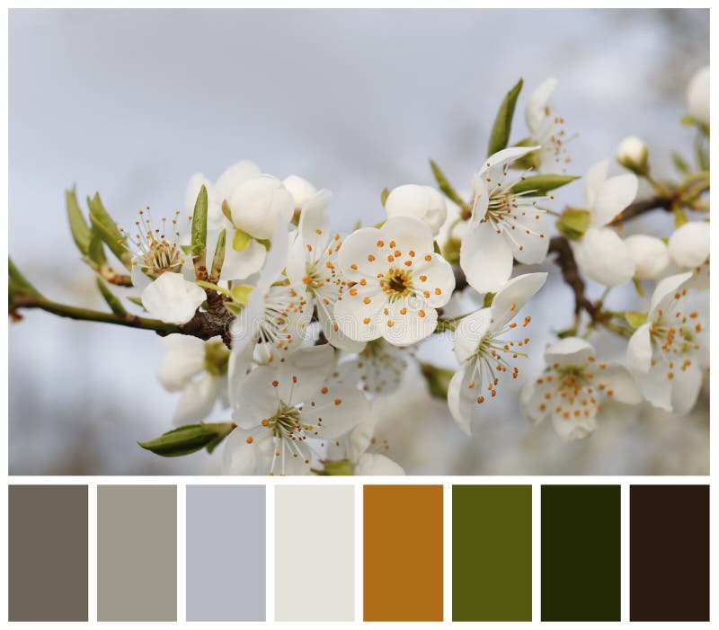 Branch of Beautiful Blossoming Plum Tree and Color Palette. Collage ...