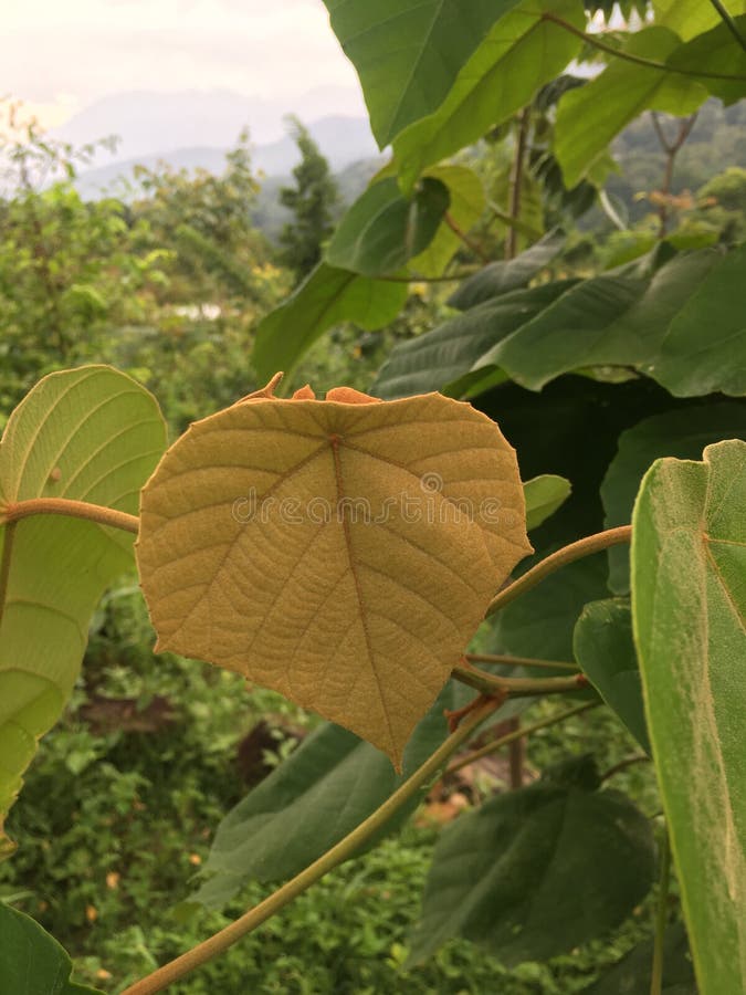 A Branch of a Beautiful Cane Tree Stock Image - Image of produce ...