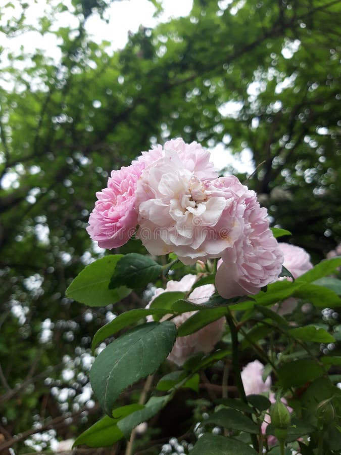 Branch with Beautiful Fragrant Pink Roses in a Garden Stock Photo ...