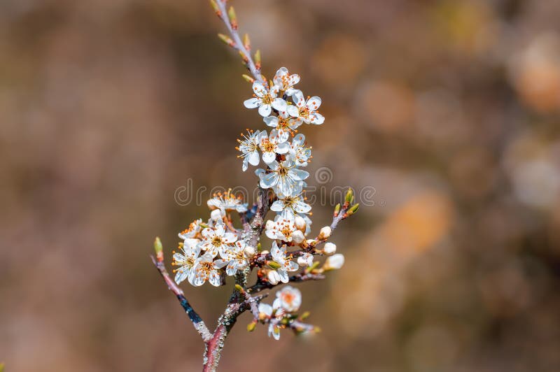 Branch with Beautiful Fresh Flowers Stock Image - Image of beautiful ...