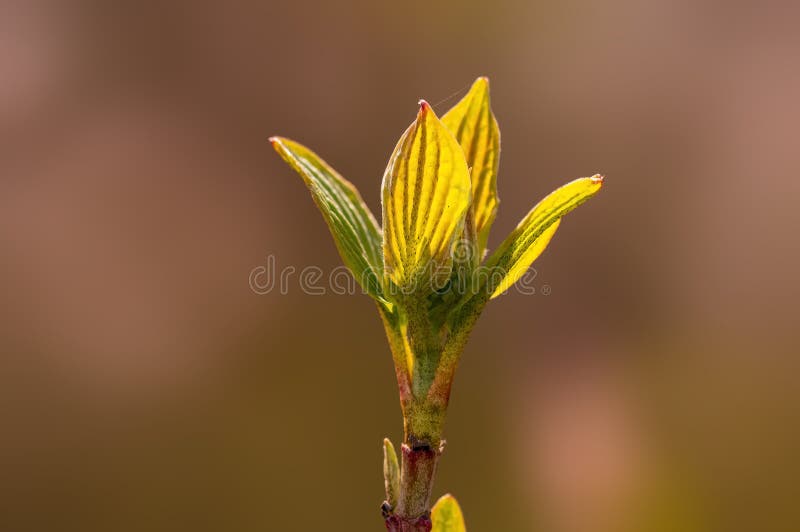 Branch with Beautiful Fresh Flowers Stock Photo - Image of bright ...