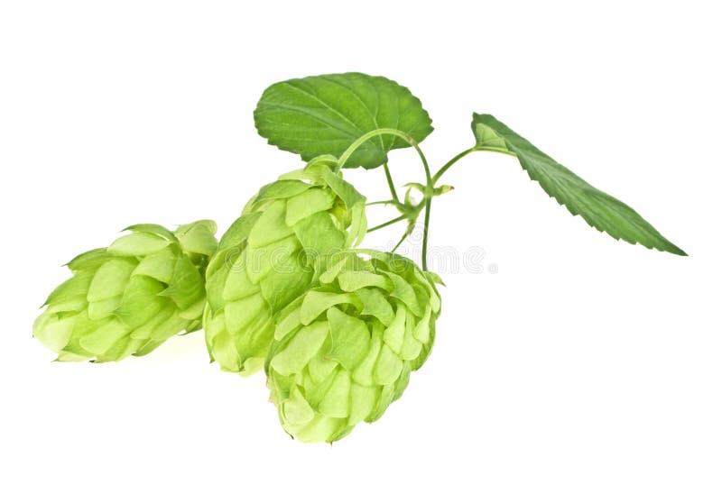 Branch of Beautiful Hops Isolated on White Background Stock Photo ...