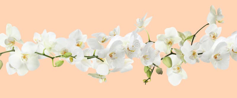 Branch of Beautiful Orchid on Background. Banner Design Stock Photo ...