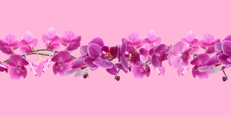 Branch of Beautiful Orchid on Background. Banner Design Stock Photo ...