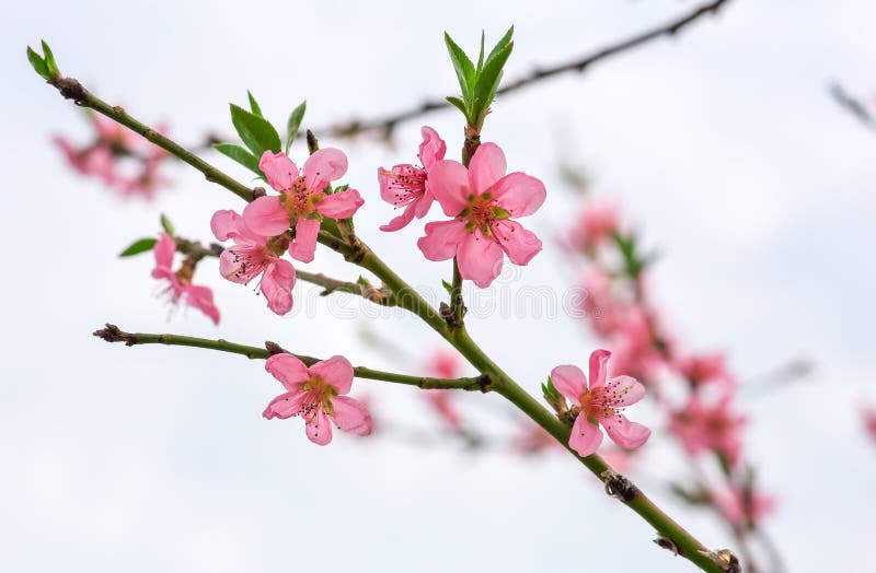 Branch with Beautiful Peach Blossoms Stock Image - Image of closeup ...