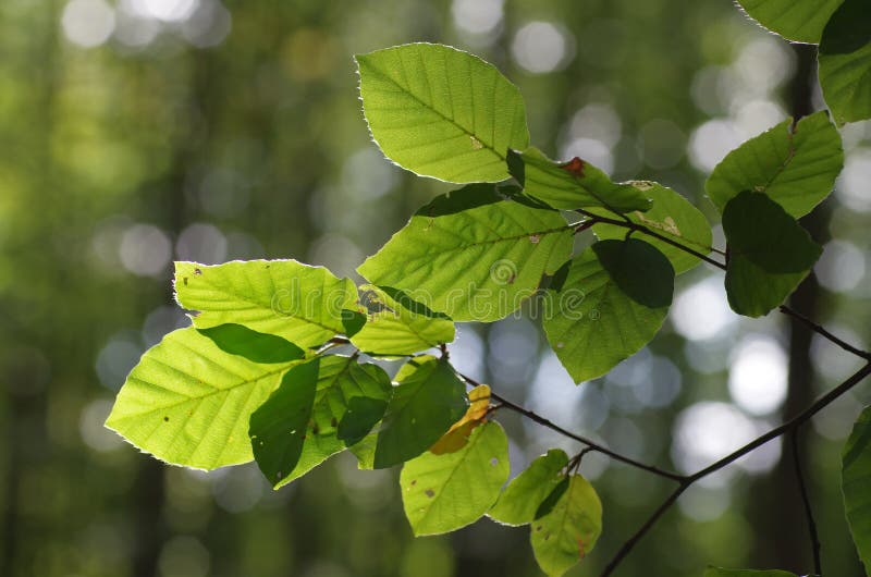 Branch of Beech Tree Leaves. Stock Photo - Image of studio, color: 2052072