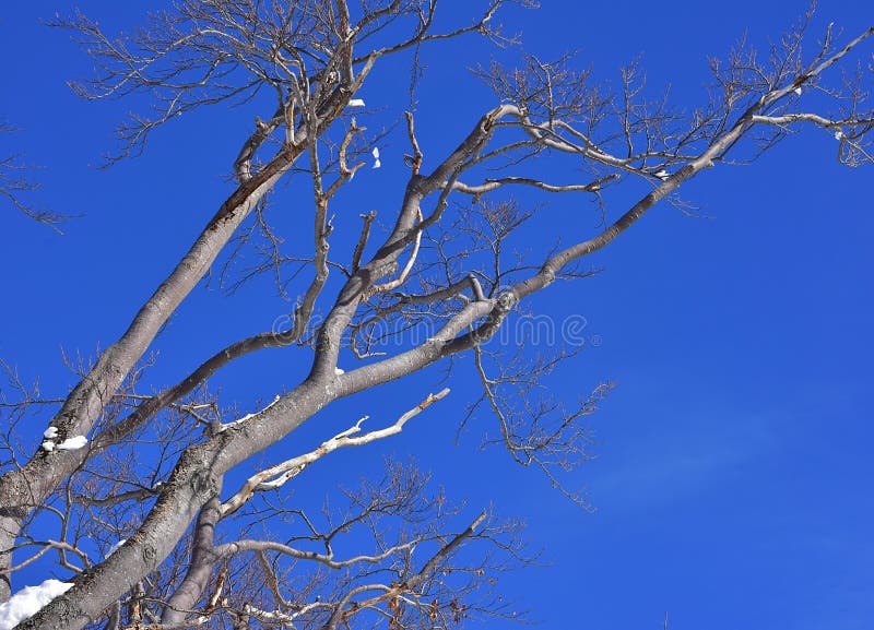 Branch Beech Tree Blue Sky stock photo. Image of beech - 128109848