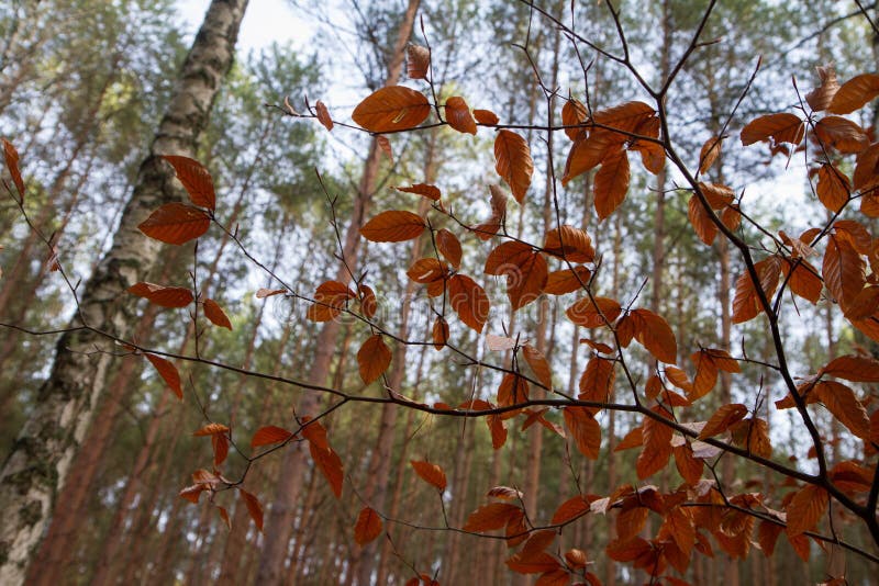 Branch of Beech Tree Leaves. Stock Photo - Image of studio, color: 2052072