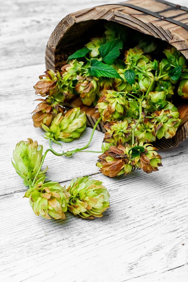 Branch beer hops stock image. Image of herb, plant, wheat - 81308755
