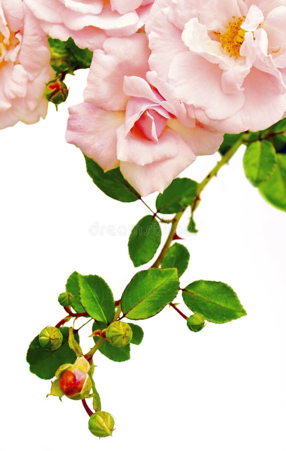 Branch beige pink roses. stock image. Image of roses - 47092095