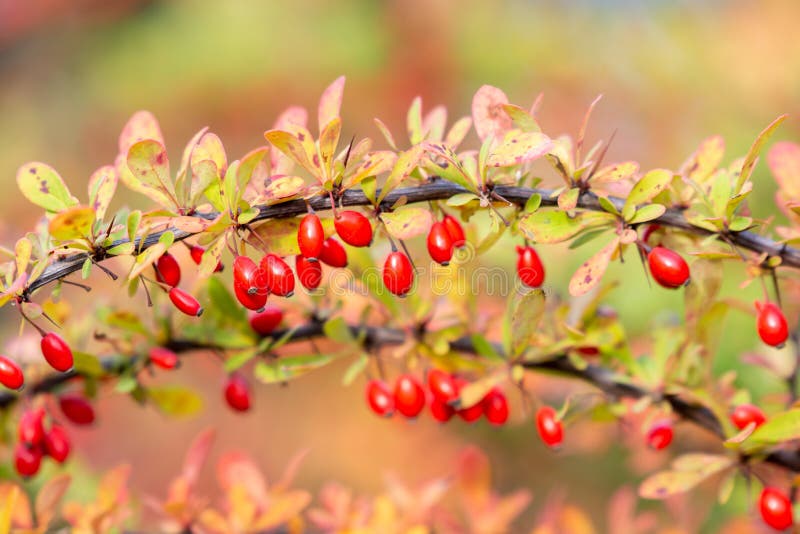 Branch of Berberies Full of Ripe Red Berries Stock Image - Image of ...