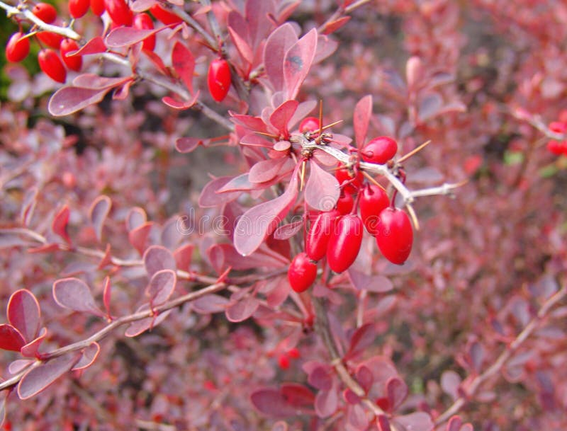 Branch Of Berberis With Bright Autumn Leaves And Berries Stock Image ...