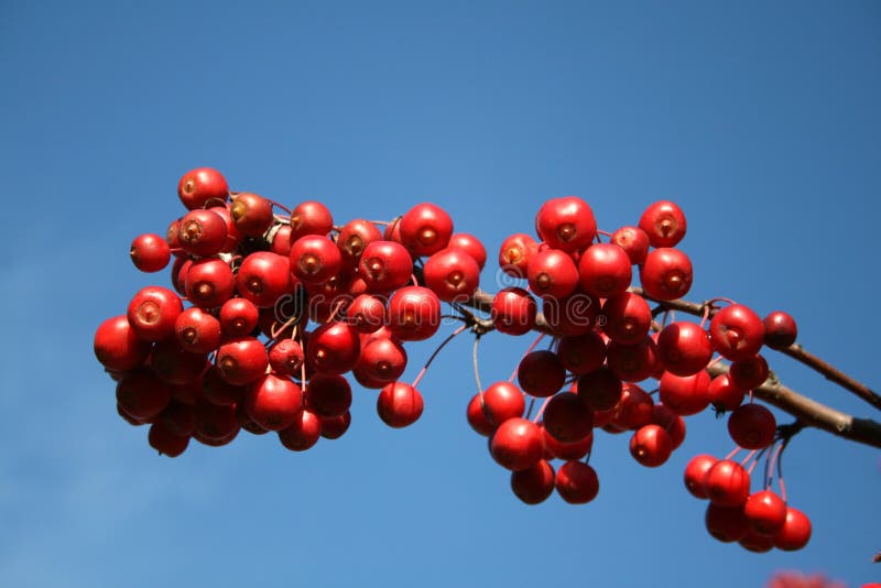 Branch with Red Berries stock image. Image of berries - 11234733