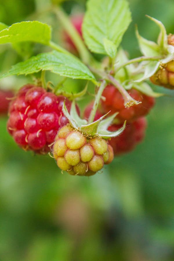 The Branch with Berries Raspberry. Stock Image - Image of mature, diet ...