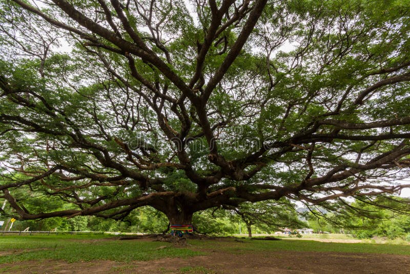Branch of big green tree stock photo. Image of green - 101945058
