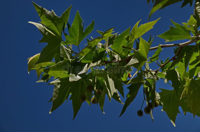 A Branch of the Big Sycamore, One of the Most Common Urban Trees in ...