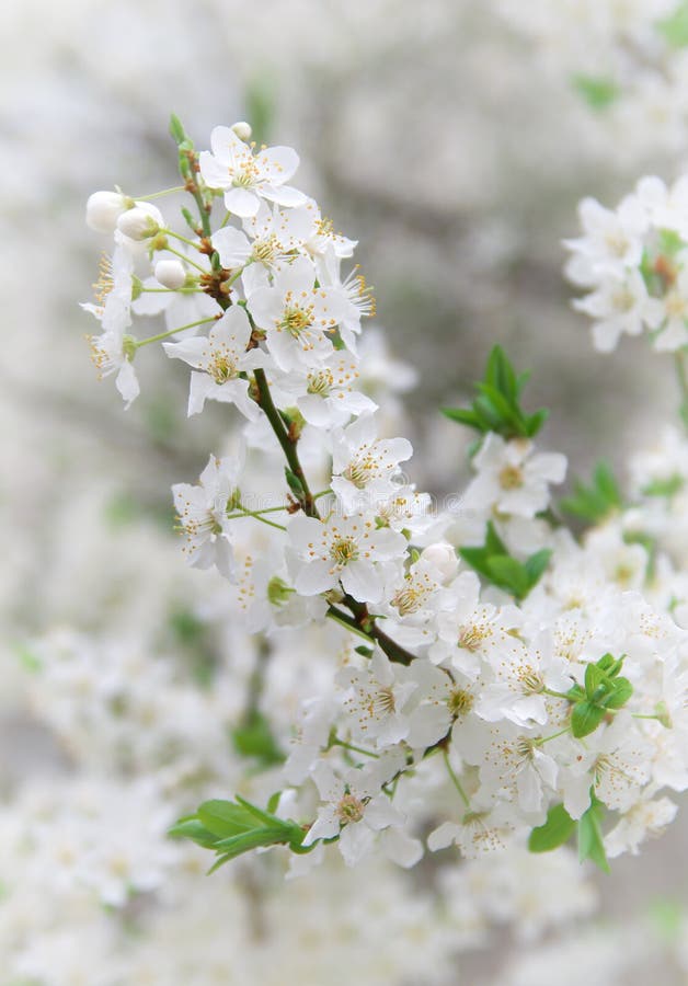 Branch of big white tree stock photo. Image of cherry - 14143800