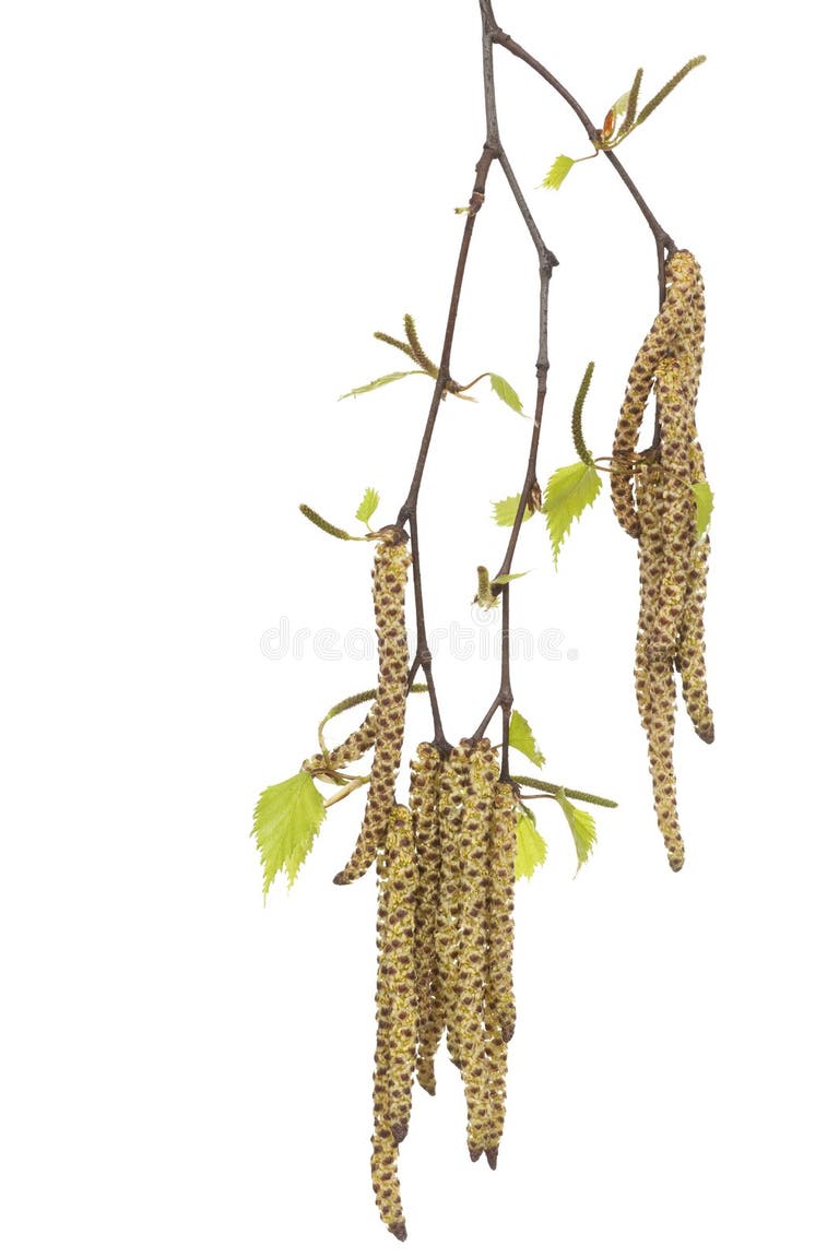 1,152 Pendula Birch Tree Branch Stock Photos - Free & Royalty-Free ...