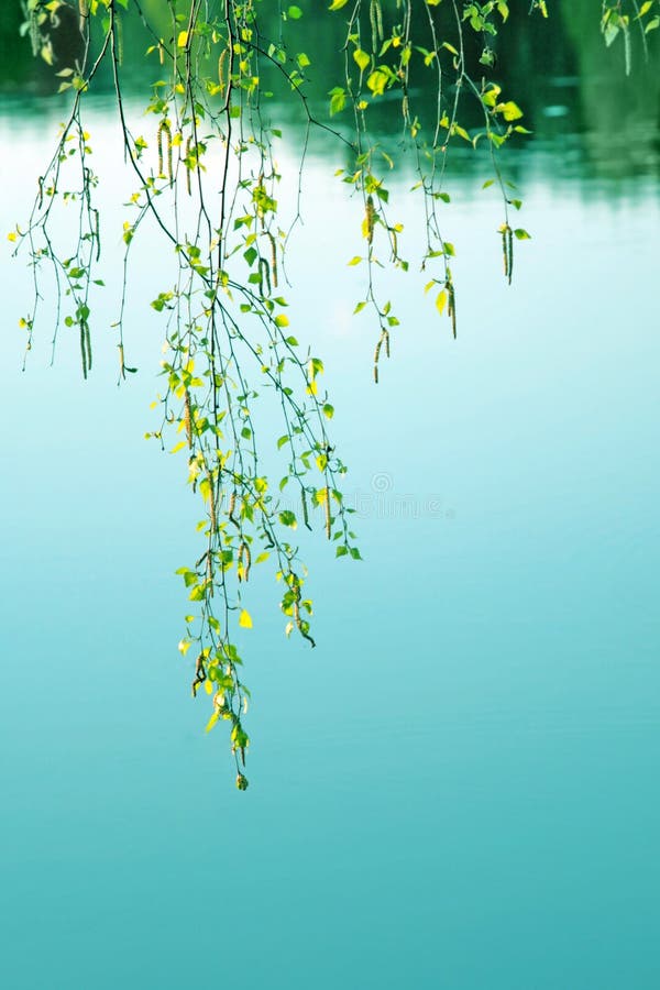 Branch of birch. stock photo. Image of horizon, shore - 7438382