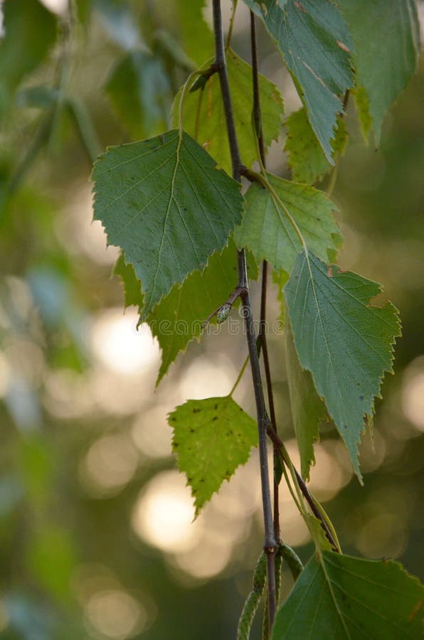 The branch of birch stock image. Image of tree, blurred - 101203055