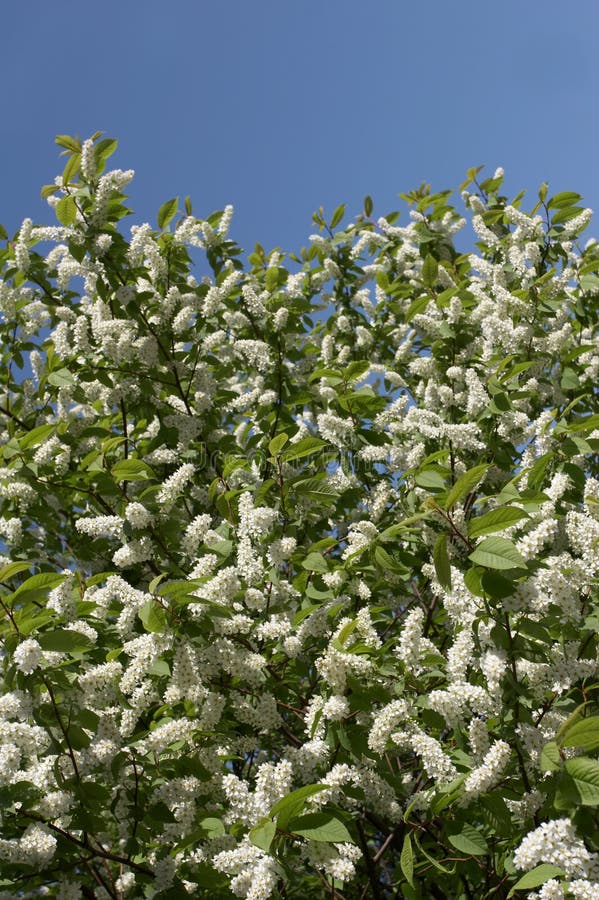 Bird cherry tree stock photo. Image of bush, smell, flower - 5069056