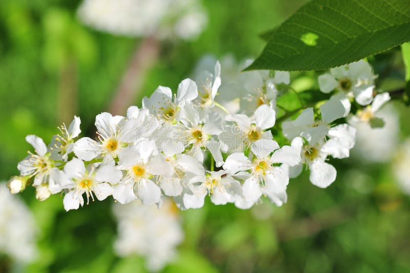 Branch of bird cherry stock photo. Image of nature, cherry - 119697412