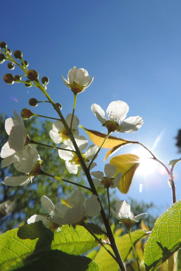 Branch of Bird Cherry in Front of Blue Sky. Copy Space, Bottom View ...