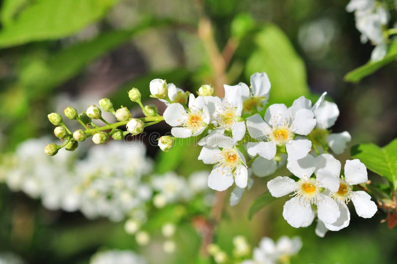 Branch of Bird Cherry in Front of Blue Sky. Stock Photo - Image of ...