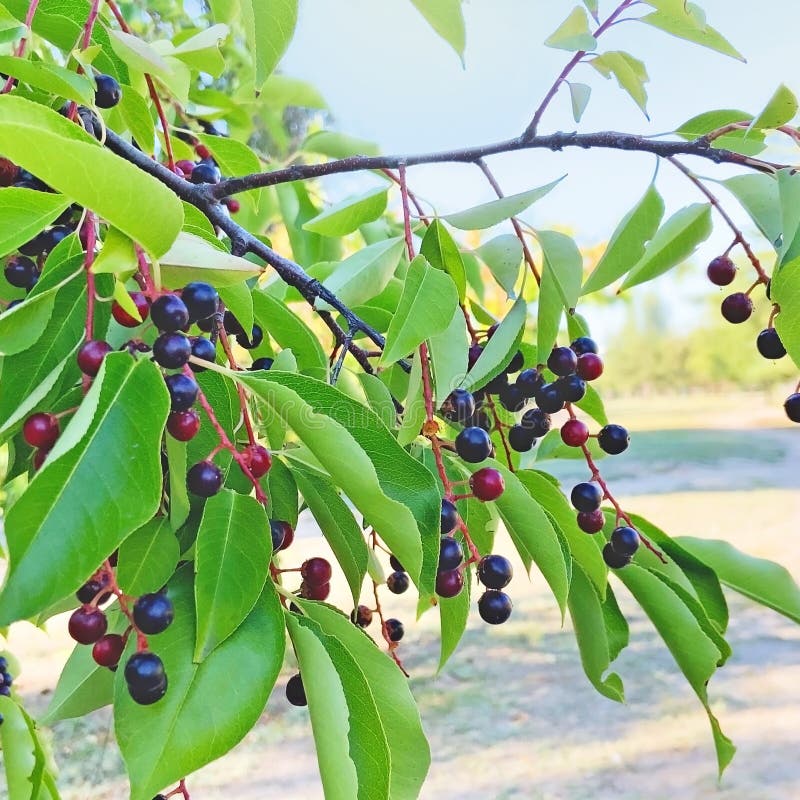 Branch of Bird-cherry Tree Prunus Padus Closeup Stock Image - Image of ...