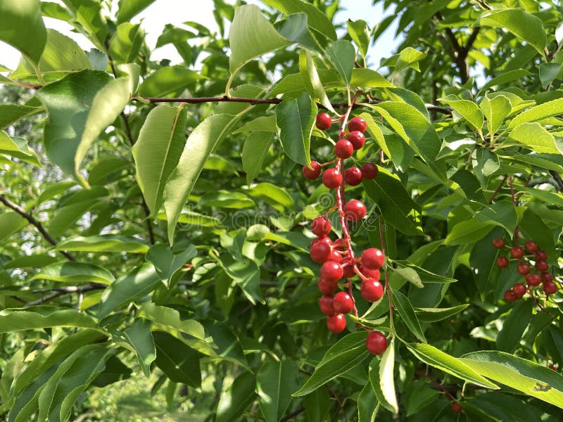 Branch of Bird-cherry Tree Prunus Padus Closeup Stock Image - Image of ...