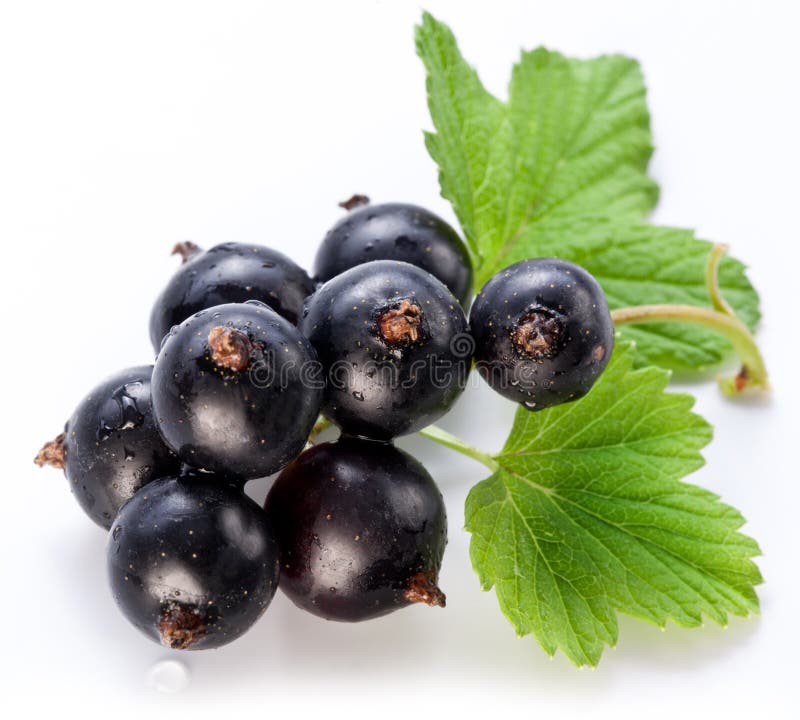 Blackcurrant with leaf stock image. Image of sugary, medicine - 32309571