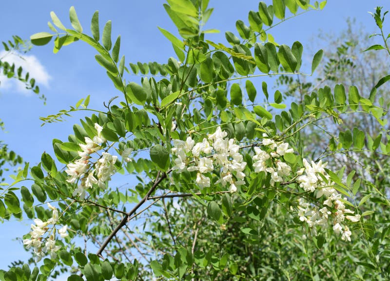Branch of Black Locust ,robinia Pseudoacacia, False Acacia with White ... Branch of Black Locust ,robinia Pseudoacacia, False Acacia with White ...