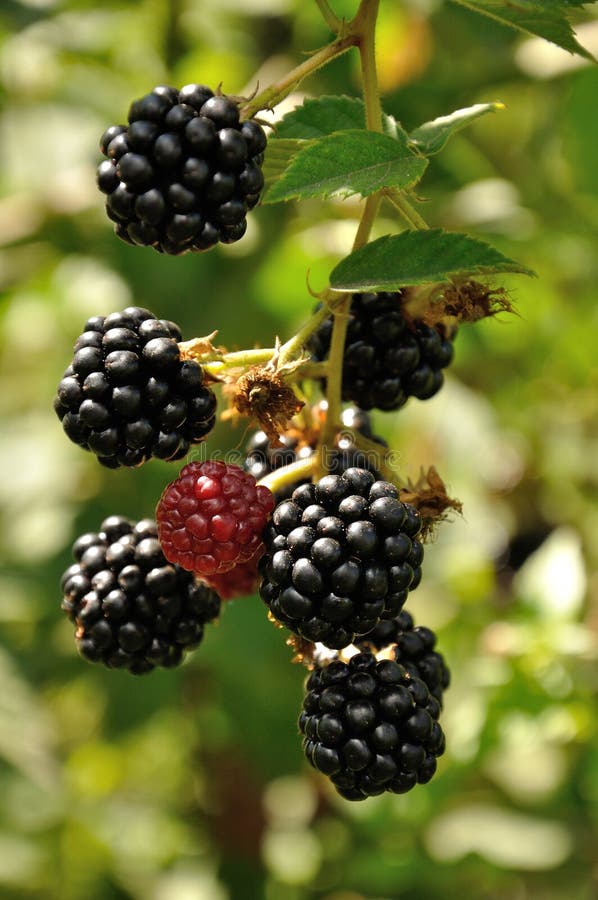 Branch of blackberry stock photo. Image of blackberries - 40092788