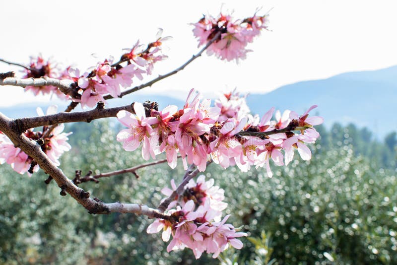 Branch of the Blooming Almond. Stock Photo - Image of natural ...