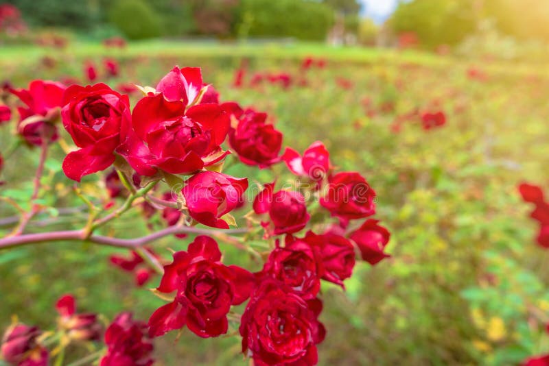 Branch with Blooming Decorative Little Red Roses Stock Photo - Image of ...