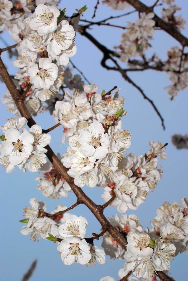 Blooming Sakura Tree Close Up Photo in City Japanese Park Stock Photo ...