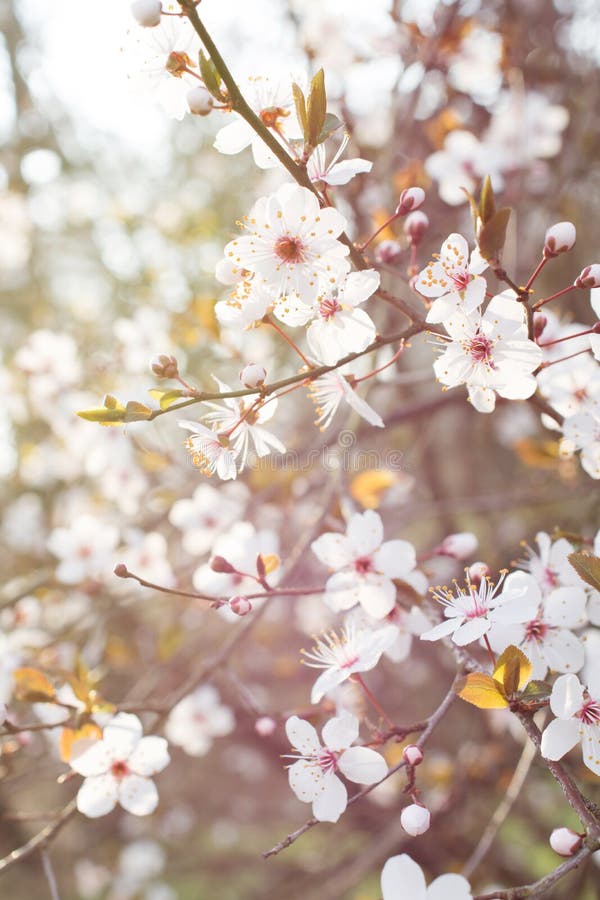 Branch of Blooming Spring Plum Flowers on Sunrise Light Stock Image ...
