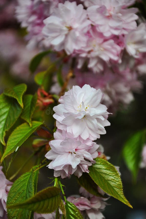Branch of blooming tree stock image. Image of fruit - 375407499