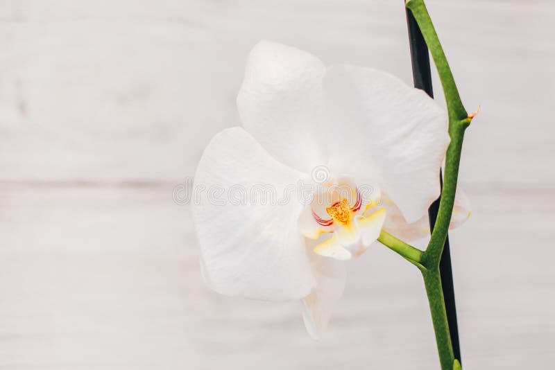Branch of Blooming White Orchid Close-up, Phalaenopsis. Stock Photo ...