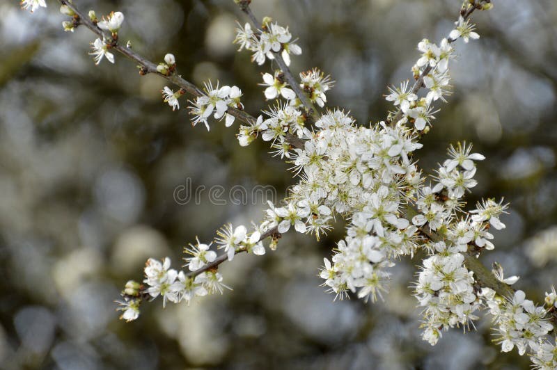 Branch, Blossom, Prunus Spinosa, Spring Picture. Image: 114713068