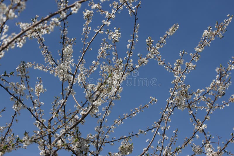 Sky, Branch, Blossom, Tree Picture. Image: 132274309